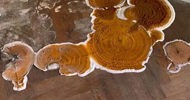 La Mérule : comprendre, prévenir et traiter - Bricotest.fr